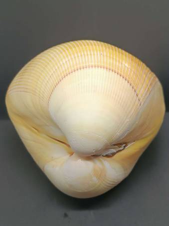 shellauction.net :: Laevicardium elatum - 3631580