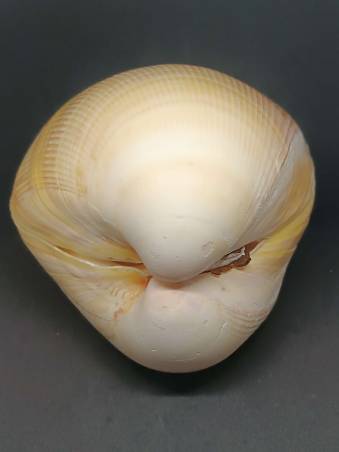 shellauction.net :: Laevicardium elatum - 3631599