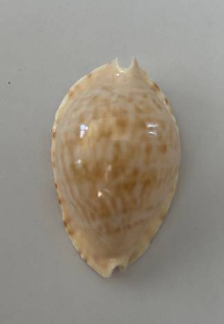 shellauction.net :: Zoila marginata marginata - 3631601