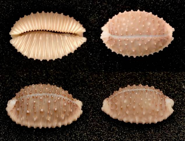 shellauction.net :: Nucleolaria granulata - 3631632