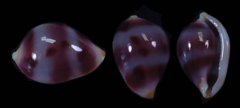 shellauction.net :: Diminovula stigma - 3631633