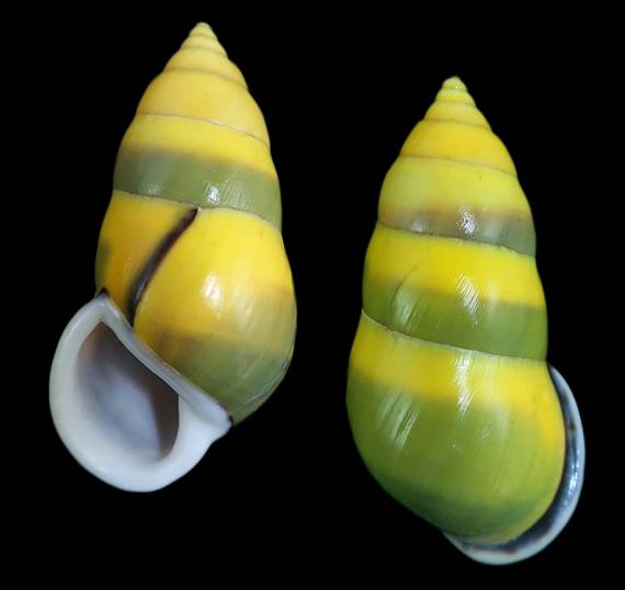 shellauction.net :: Amphidromus perversus butoti f. infraviridis - 3631729