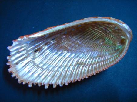 shellauction.net :: Haliotis elegans - 3631730