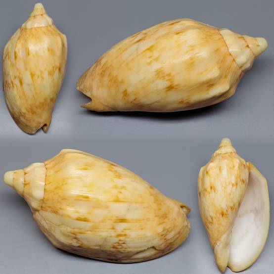 shellauction.net :: Cymbiola sp. - 3631762