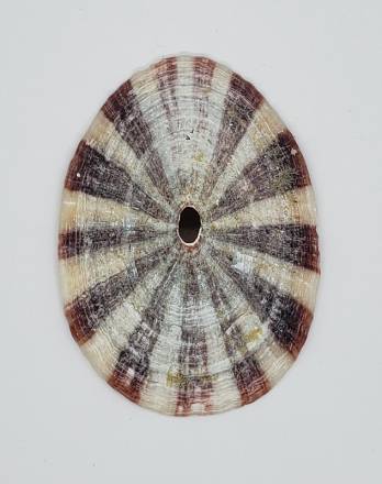 shellauction.net :: Fissurella maxima - 3631804