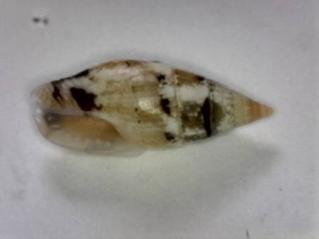 shellauction.net :: Pyrene species - 3632034