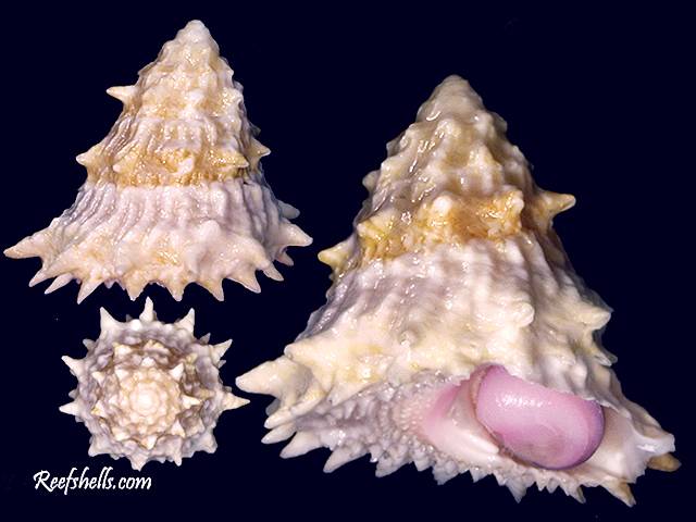 shellauction.net :: Astralium rhodostomum - 3632123