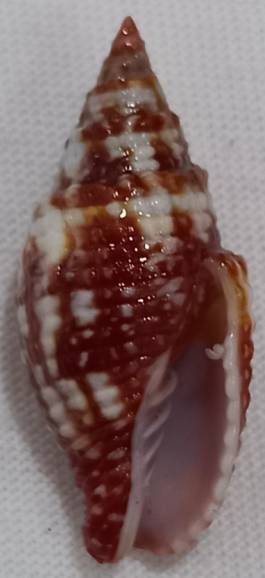 shellauction.net :: Mitra sp. - 3632185