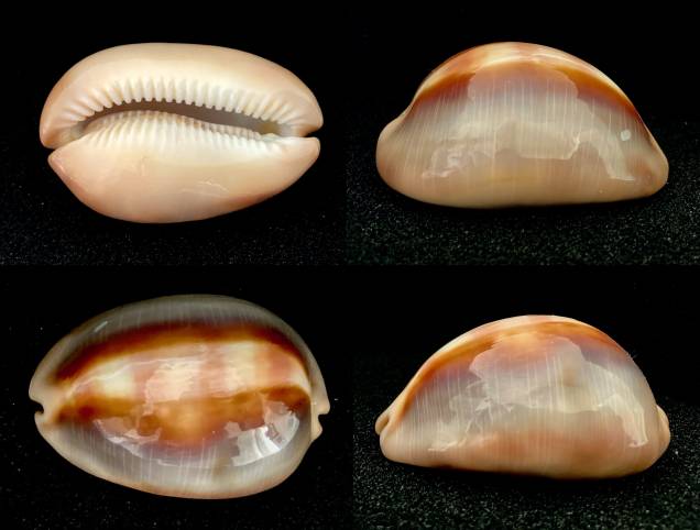 shellauction.net :: Lyncina ventriculus - 3632225