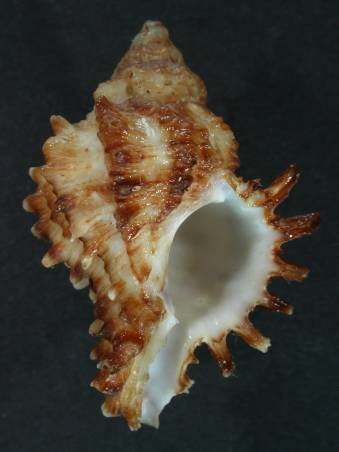 shellauction.net :: Hexaplex angularis - 3632237