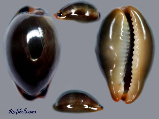 shellauction.net :: Luria lurida minima - 3632278