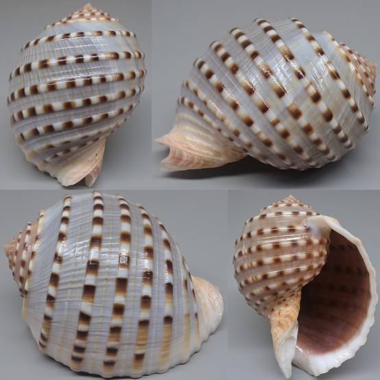 shellauction.net :: Tonna chinensis - 3632313