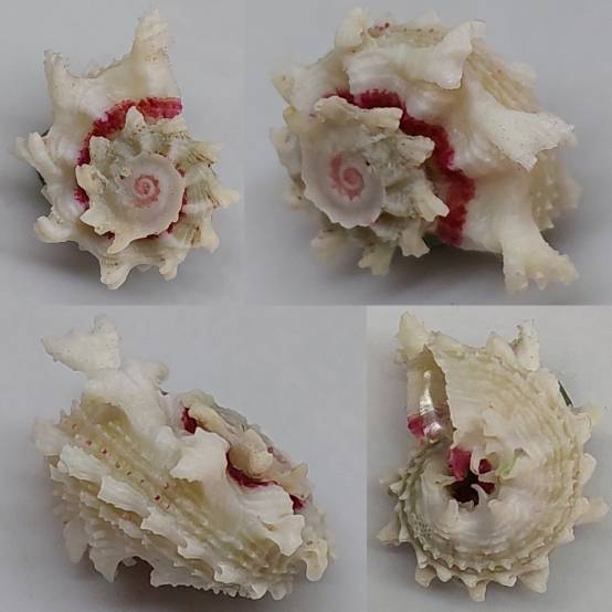 shellauction.net :: Angaria formosa - 3632363