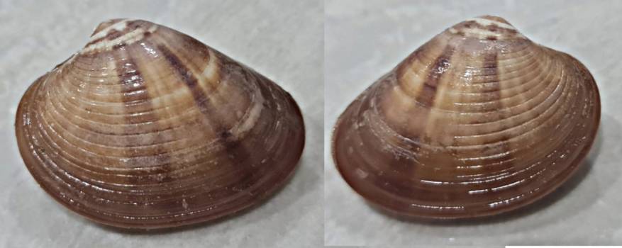 shellauction.net :: Callista sp. - 3632428