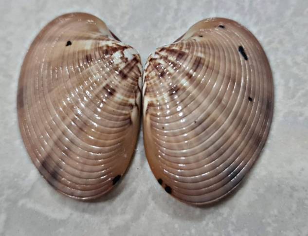 shellauction.net :: Callista sp. - 3632430