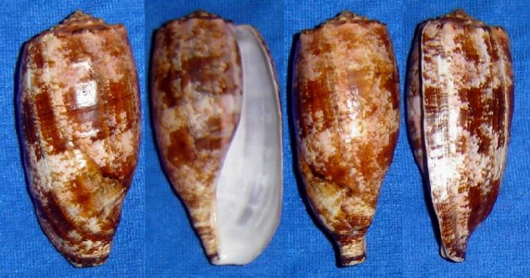 shellauction.net :: Conus geographus - 3632546