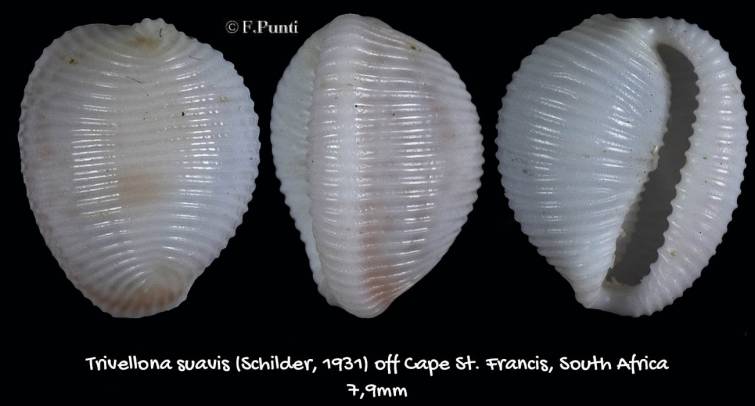 shellauction.net :: Trivellona suavis - 3632599