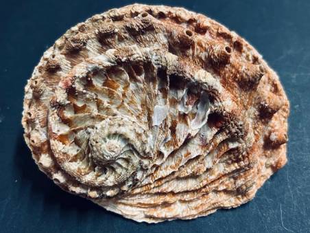 shellauction.net :: Haliotis scalaris - 3632671