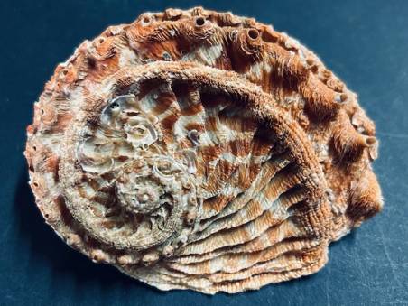 shellauction.net :: Haliotis scalaris - 3632691