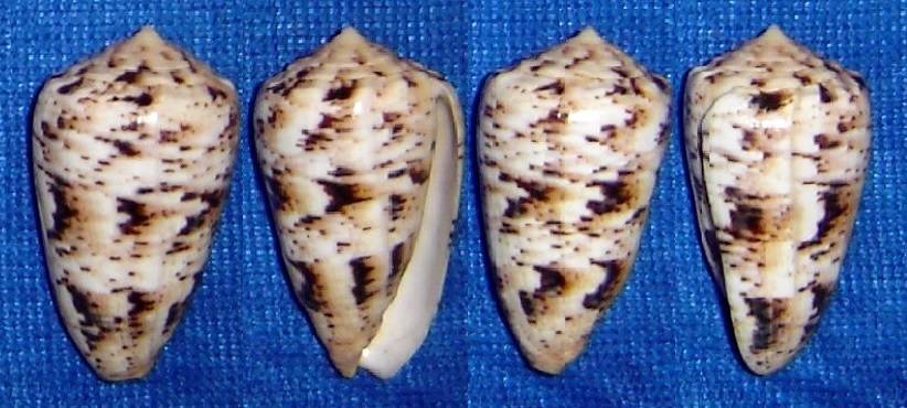 shellauction.net :: Conus zeylanicus - 3632810
