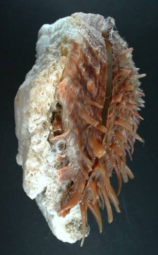 shellauction.net :: Spondylus echinatus f. zonali - 3632821