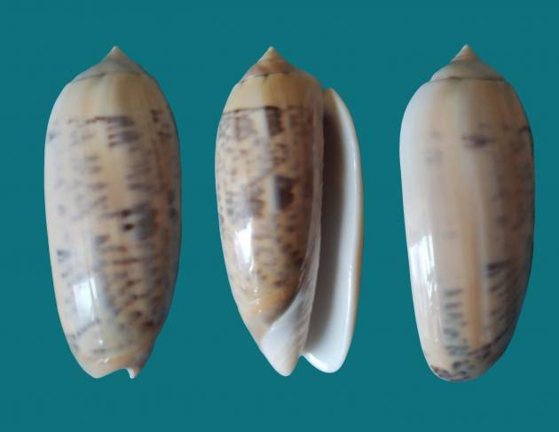 shellauction.net :: Oliva irisans irisans - 3632839