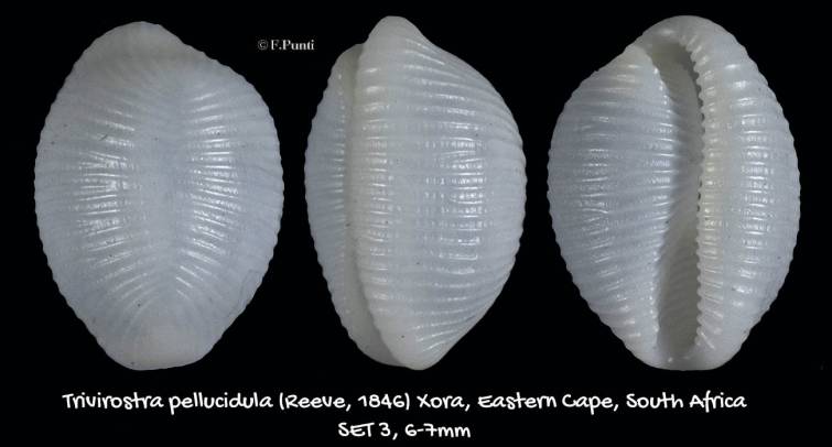 shellauction.net :: Trivirostra pellucidula - 3632842