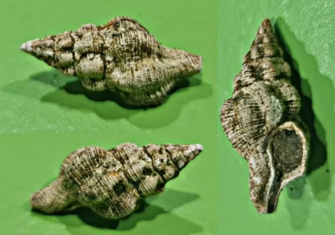 shellauction.net :: Nassaria sp. - 3632893