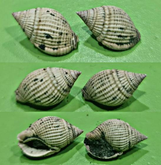 shellauction.net :: Nassaria sp. - 3632894