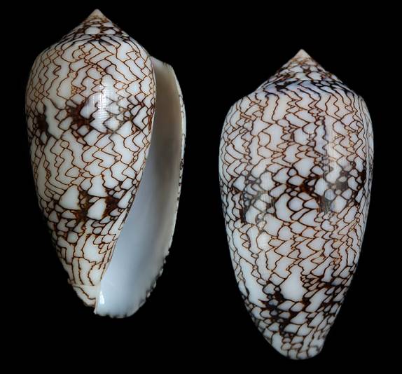 shellauction.net :: Conus archiepiscopus - 3632911