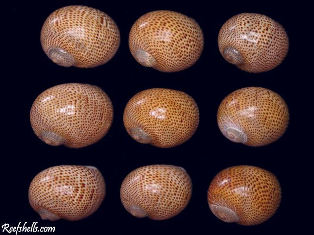 shellauction.net :: Natica millepunctata - 3632955