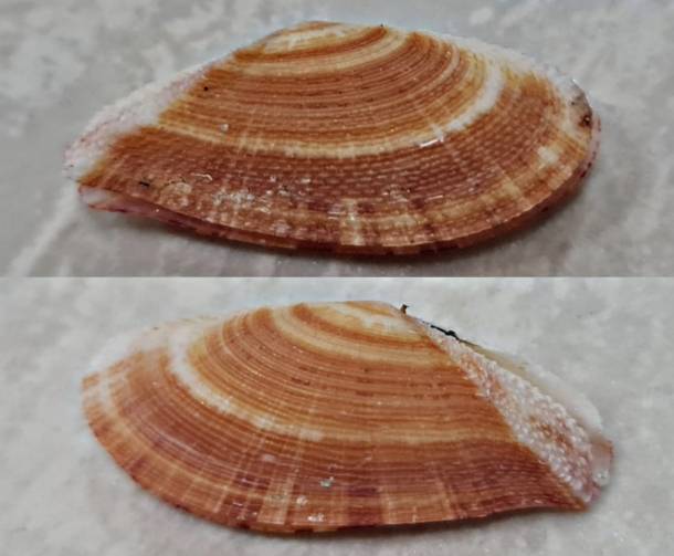 shellauction.net :: Pharaonella sieboldii - 3633101