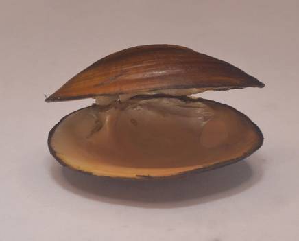 shellauction.net :: Fresh Water clamp shell - 3633176