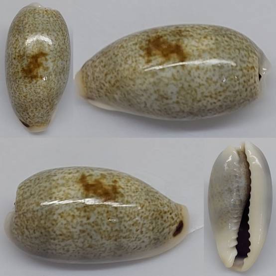 shellauction.net :: Erronea errones - 3633181