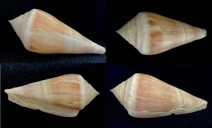 shellauction.net :: Profundiconus profundorum - 3633185