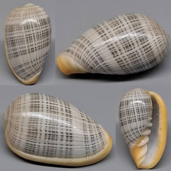 shellauction.net :: Cryptospira elegans - 3633207