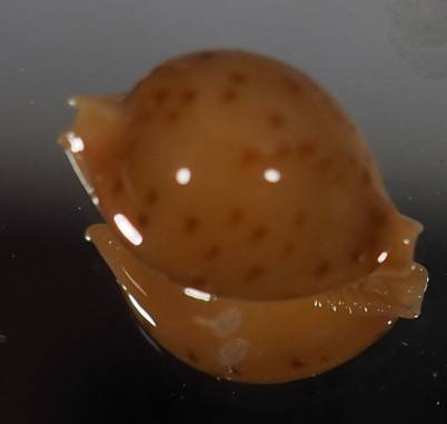 shellauction.net :: Pustularia marerubra - 3633306