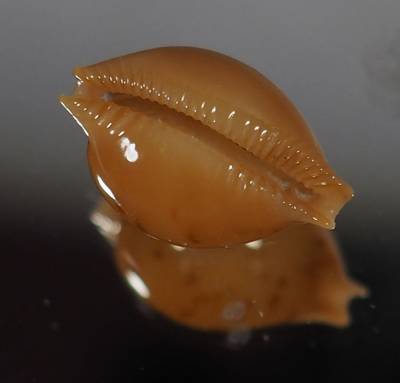 shellauction.net :: Pustularia marerubra - 3633306