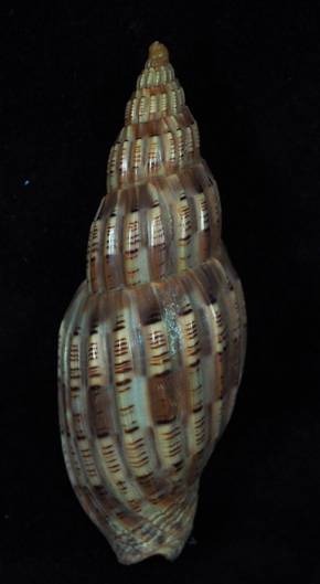 shellauction.net :: Lyria lyraeformis somaliana - 3633308