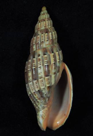 shellauction.net :: Lyria lyraeformis somaliana - 3633308