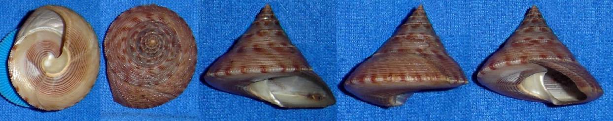 shellauction.net :: Calliostoma formosense - 3633505