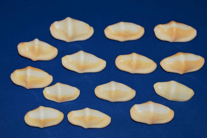 shellauction.net :: Cyphoma gibbosum - 3633509