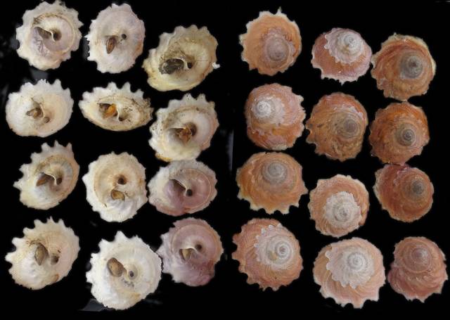 shellauction.net :: Stellaria exutus - 3633538