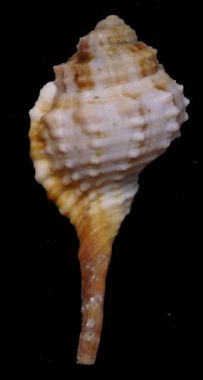 shellauction.net :: Ranularia caudata - 3633542