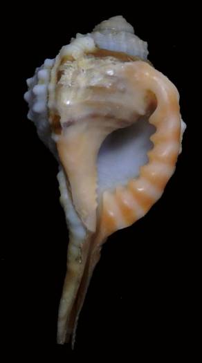 shellauction.net :: Ranularia caudata - 3633542