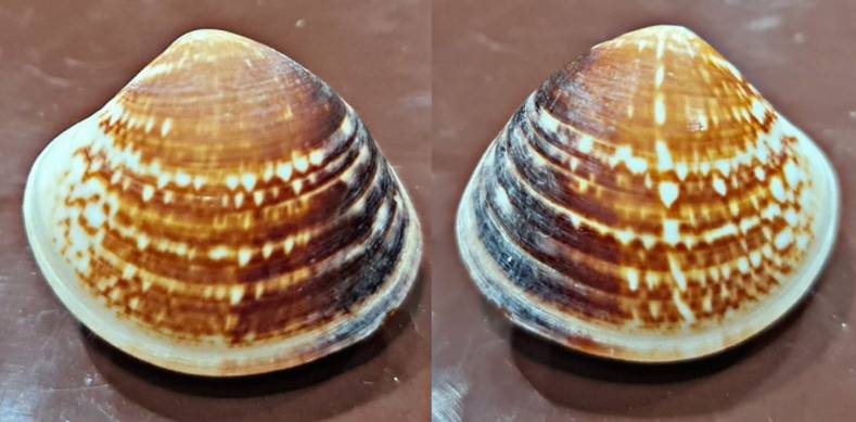 shellauction.net :: Lioconcha trimaculata - 3633595