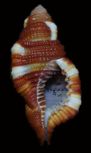 shellauction.net :: Cymatium rubeculum - 3633646