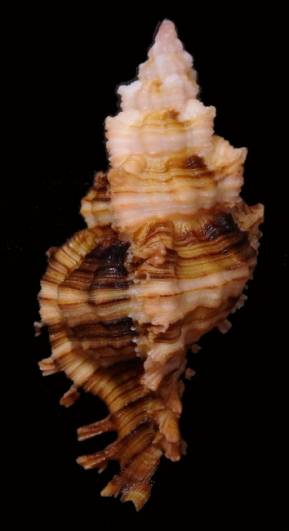 shellauction.net :: Chicoreus strigatus - 3633654