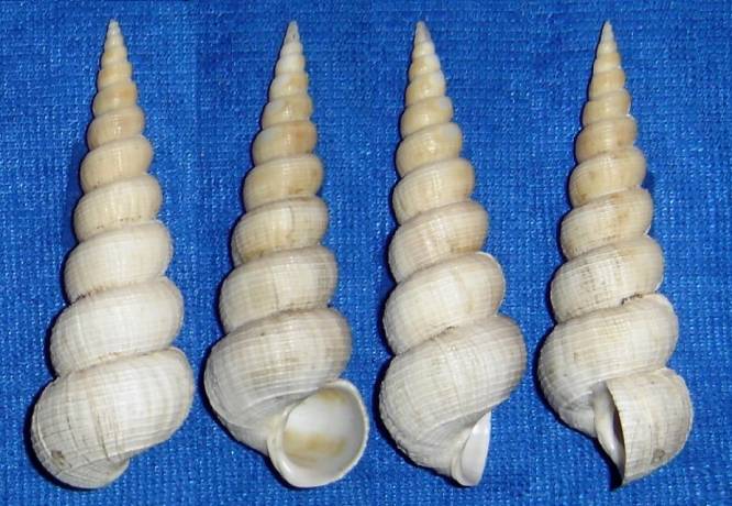 shellauction.net :: Amaea magnifica - 3633665