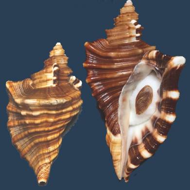 shellauction.net :: Cymatium raderi - 3633827